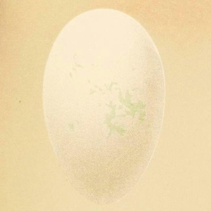 André Trottier – Marchand de feuilles